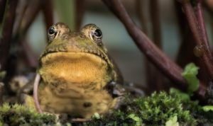 Ecological Interactions and the Bullfrog » Wilderness Awareness School