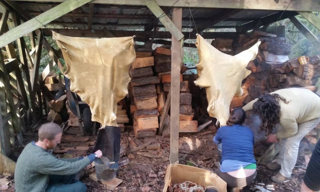 Brain Tanning a Deer Hide » Wilderness Awareness School