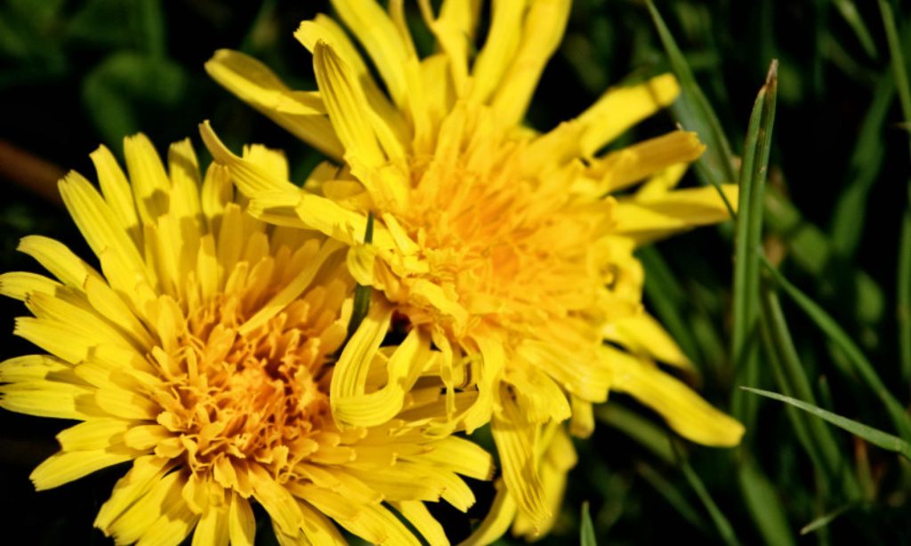 Dandelion Fritters Recipe » Wilderness Awareness School