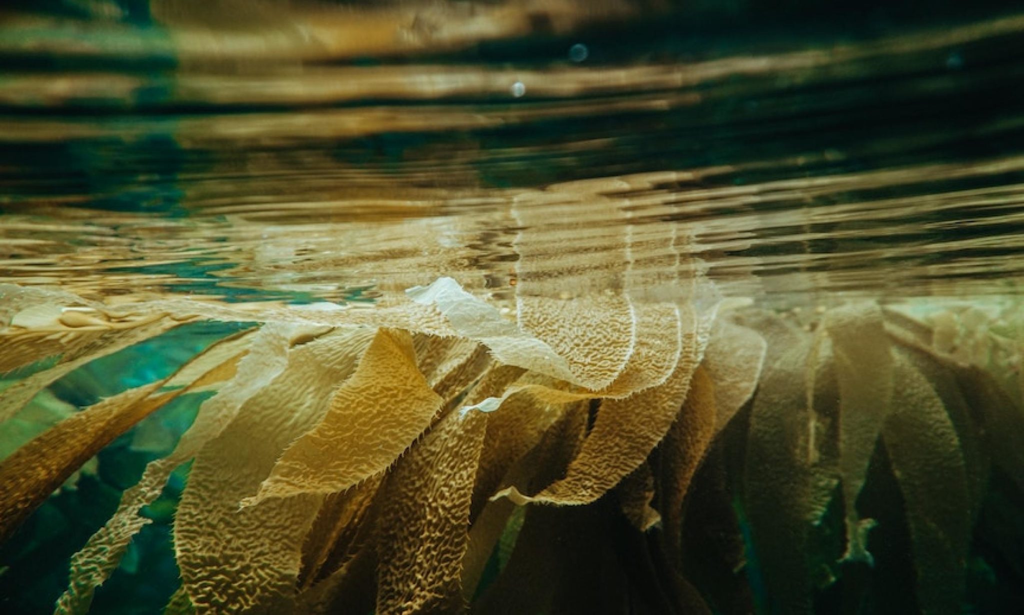 Kelp Energy Bars: Seaweed Recipes » Wilderness Awareness School