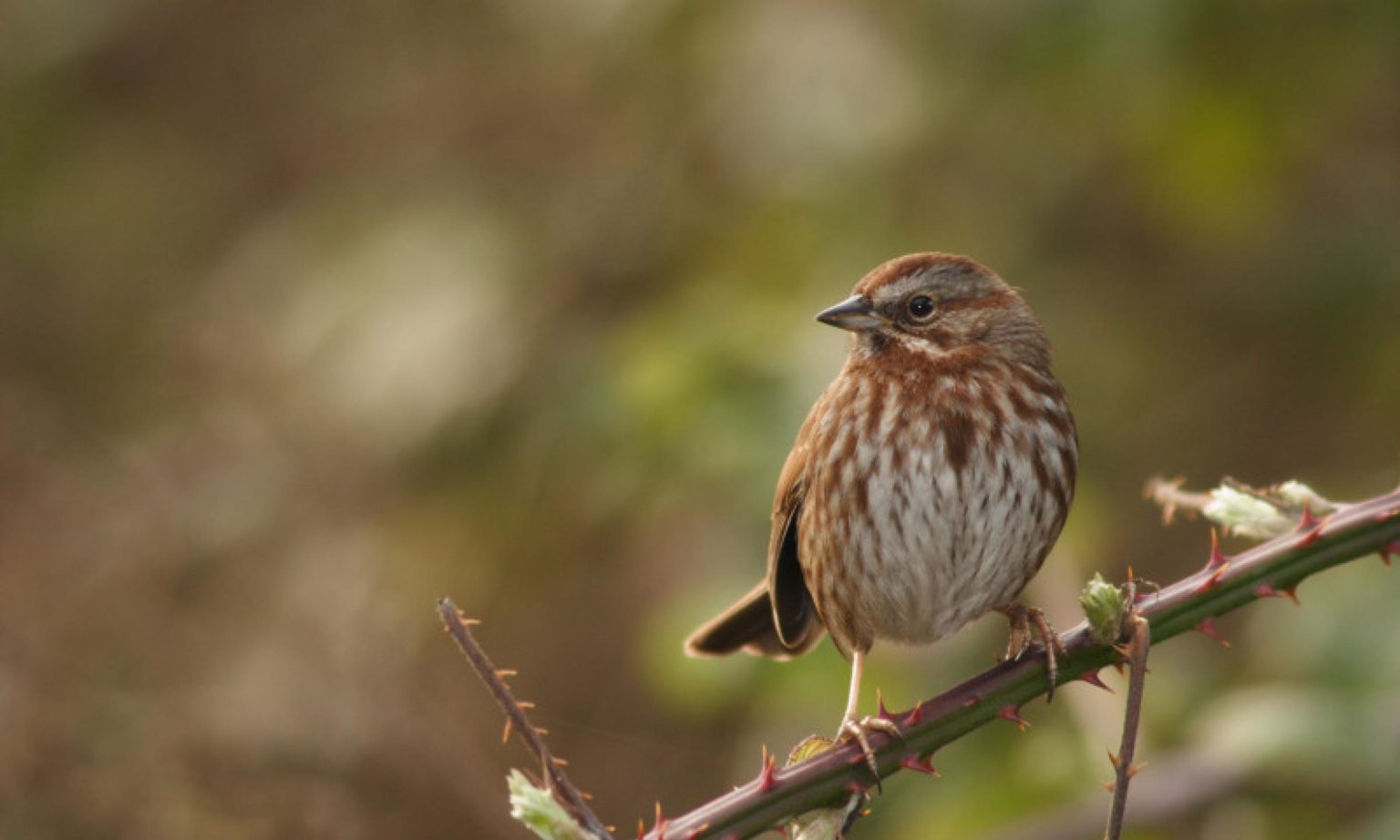 Bird Behavior: Bird Language Basics » Wilderness Awareness School
