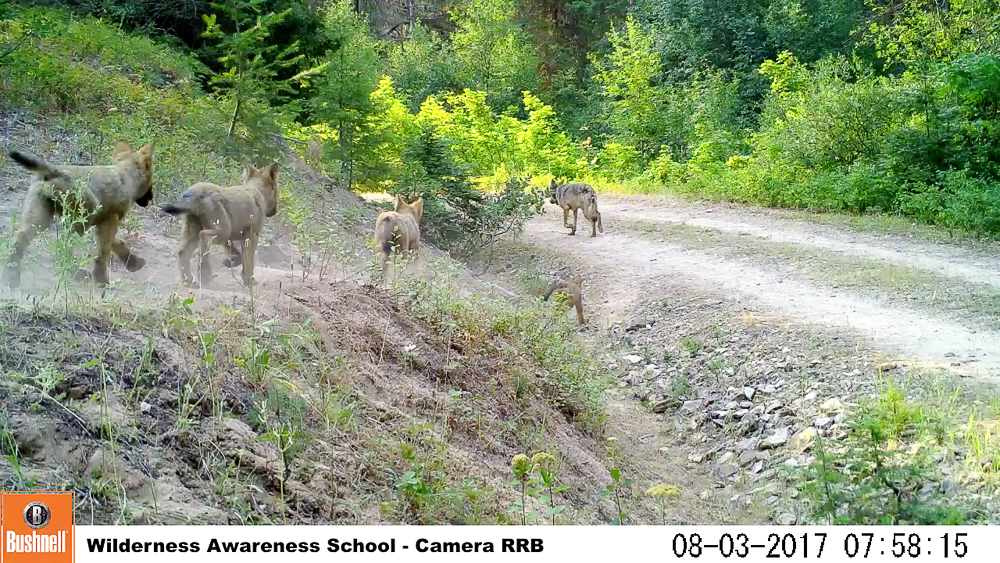 Wolf Tracking Expedition » Wilderness Awareness School