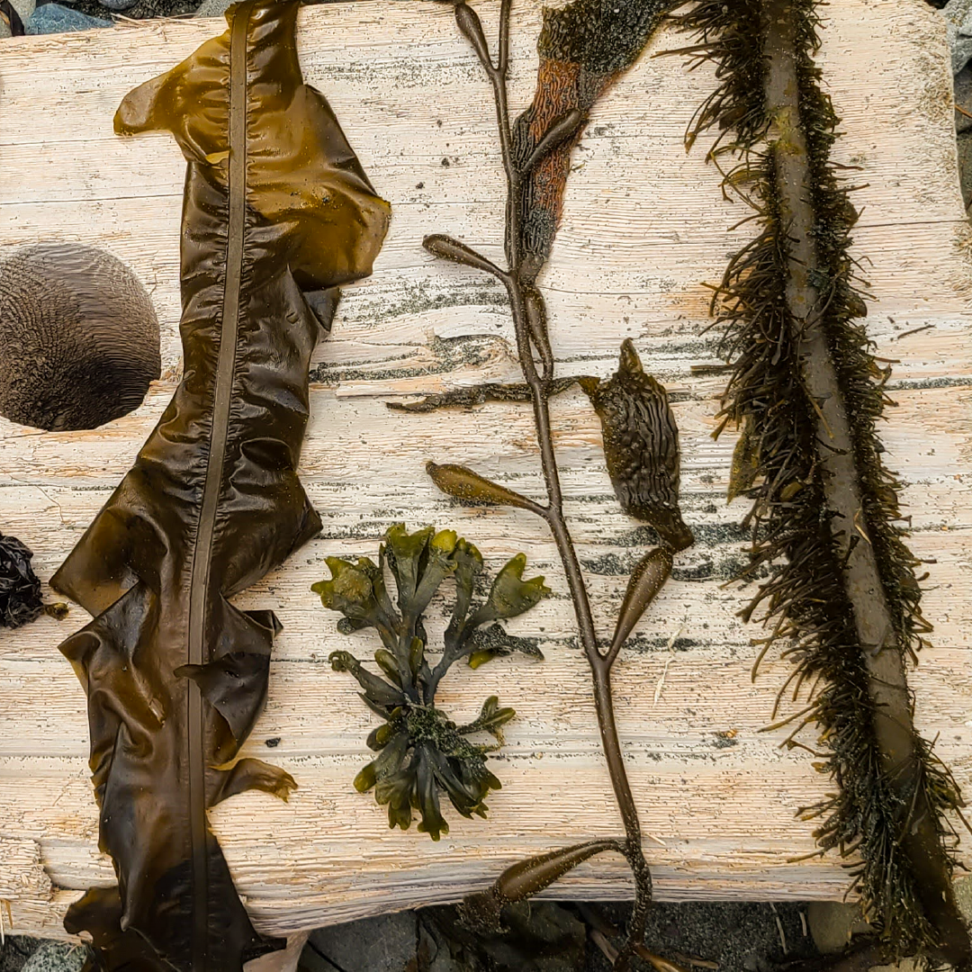 Wild Plant Intensive » Wilderness Awareness School