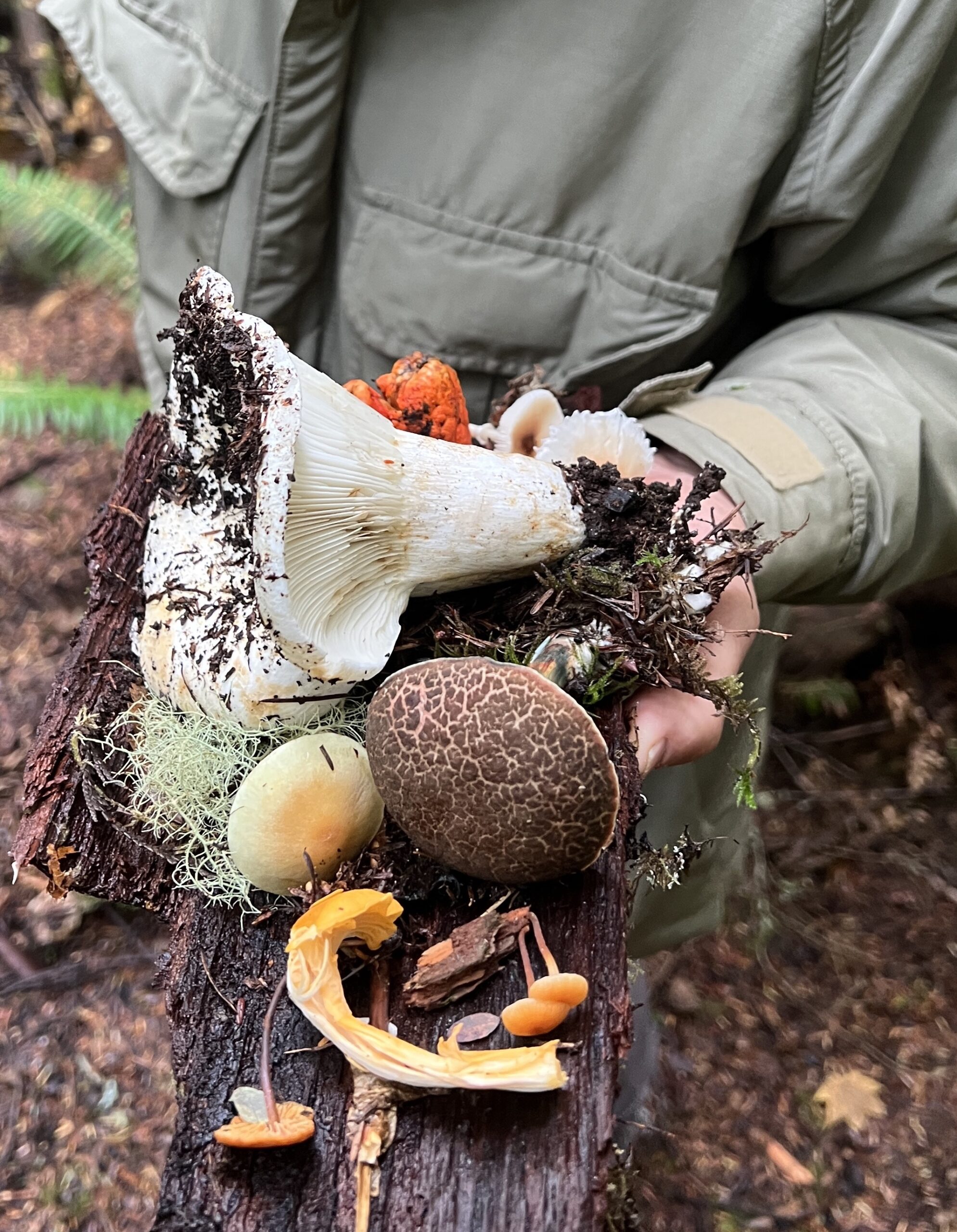Intro to Mushrooms » Wilderness Awareness School